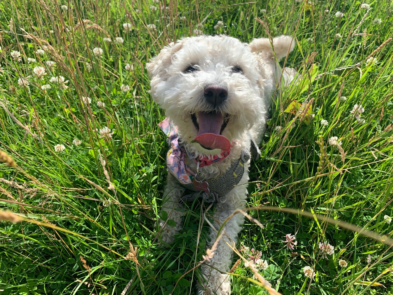 What is a Cavapoochon? - Lellalee