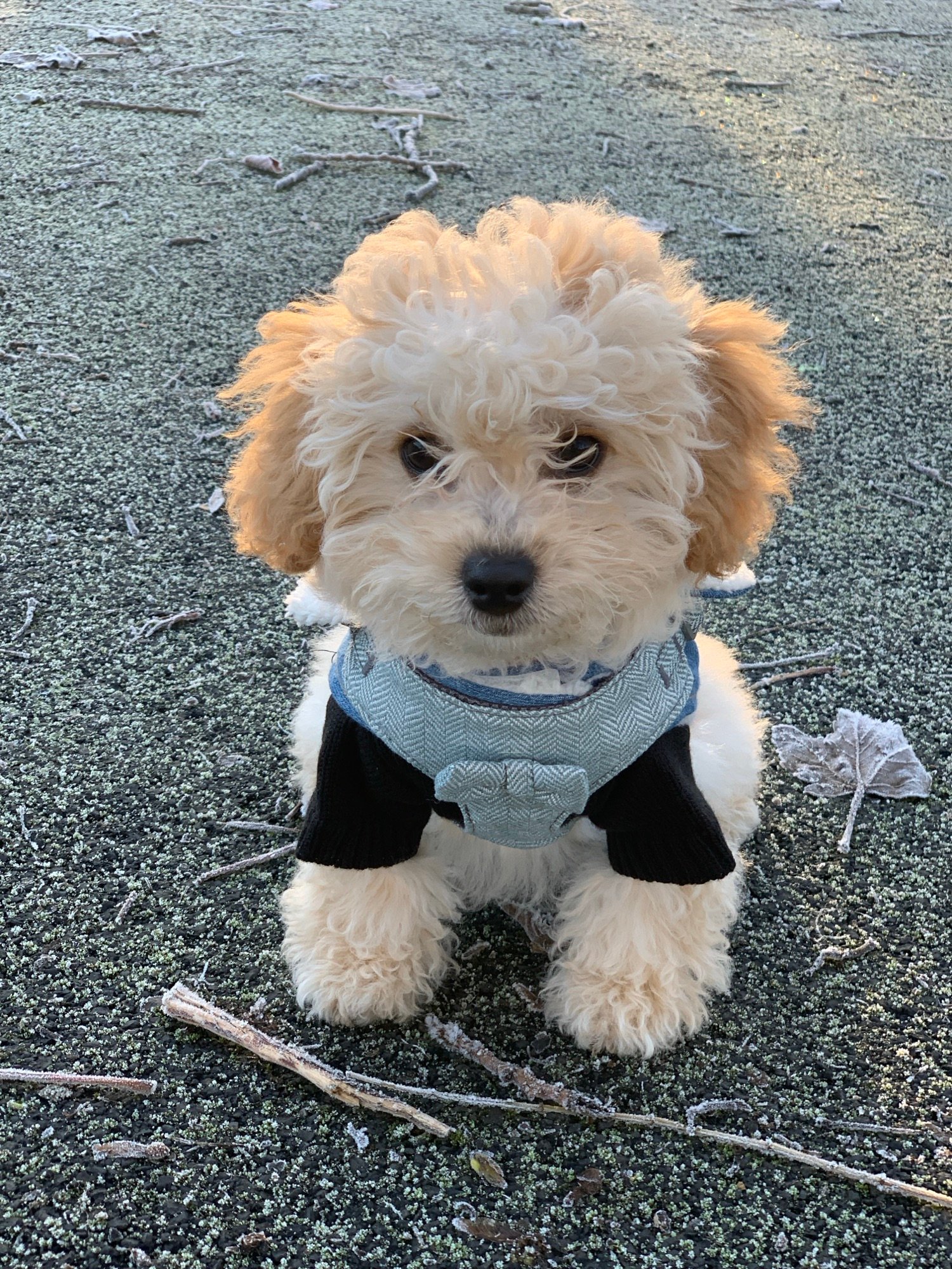 What is a Cavapoochon? - Lellalee