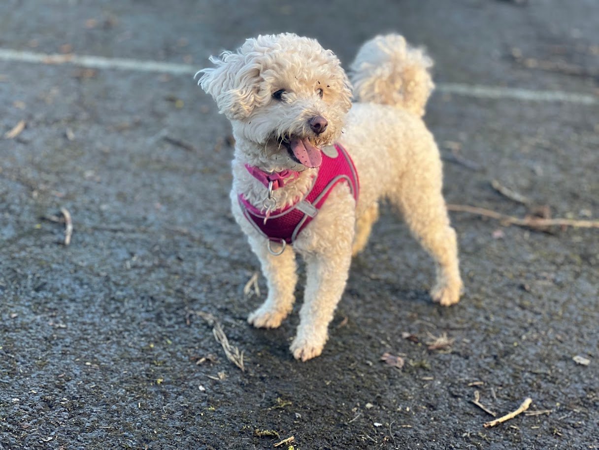 Dog Fest 2023- Tatton Park - Lellalee