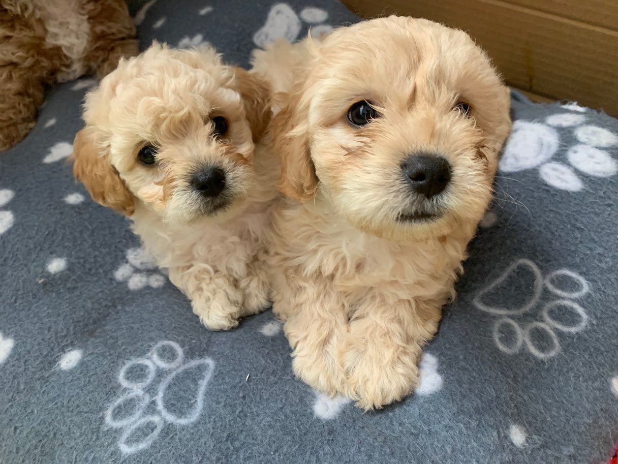 Our Puppies are 8 Weeks Old! A Pupdate - Lellalee