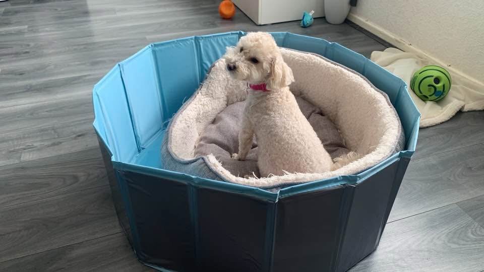 Whelping Kit Essentials - Lellalee