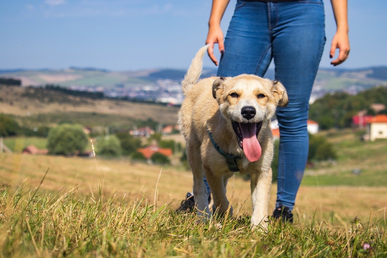 Why I Switched to a Silent Dog Whistle - Lellalee