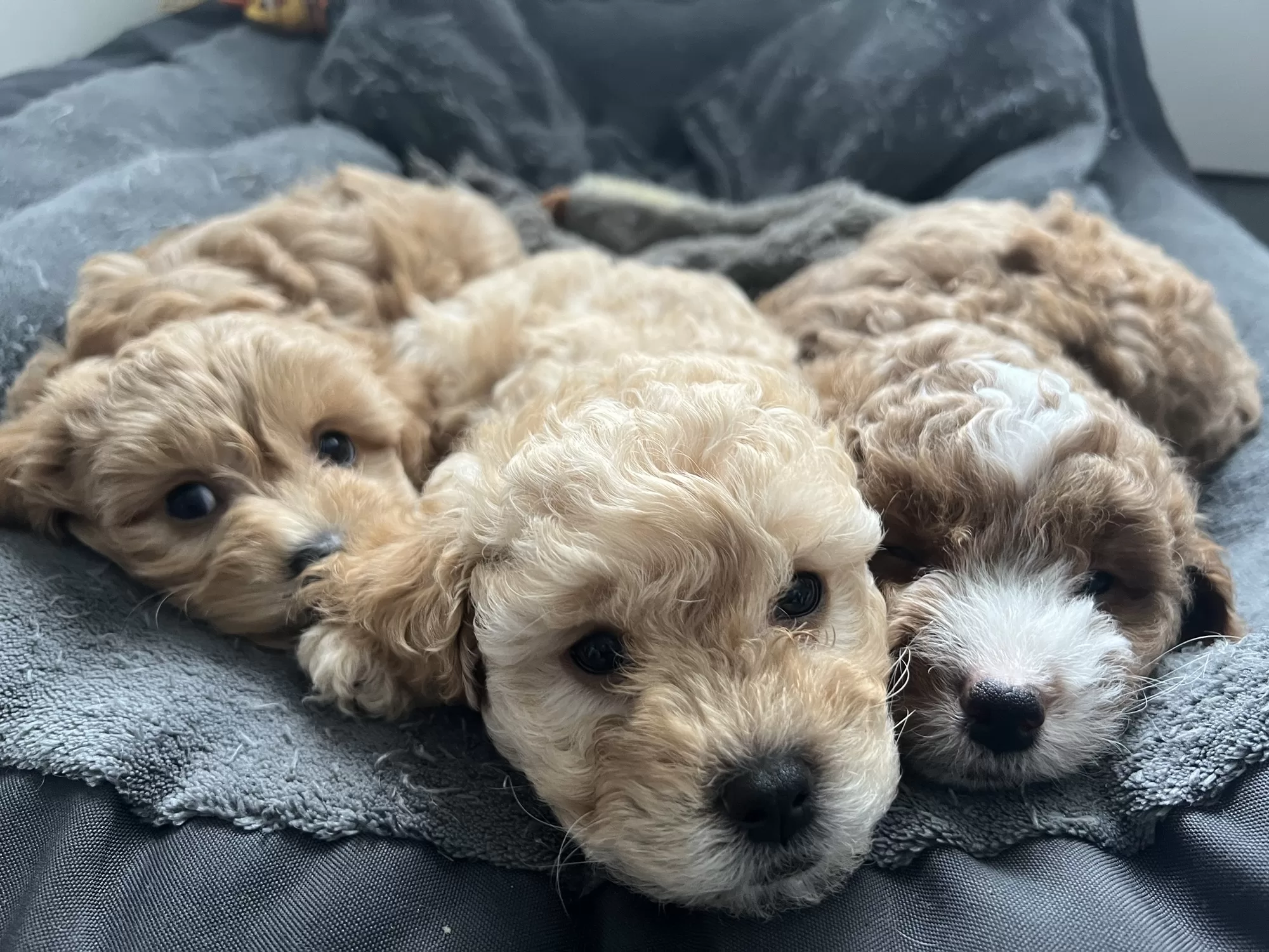 Cavapoochon Puppies - Week By Week - Lellalee