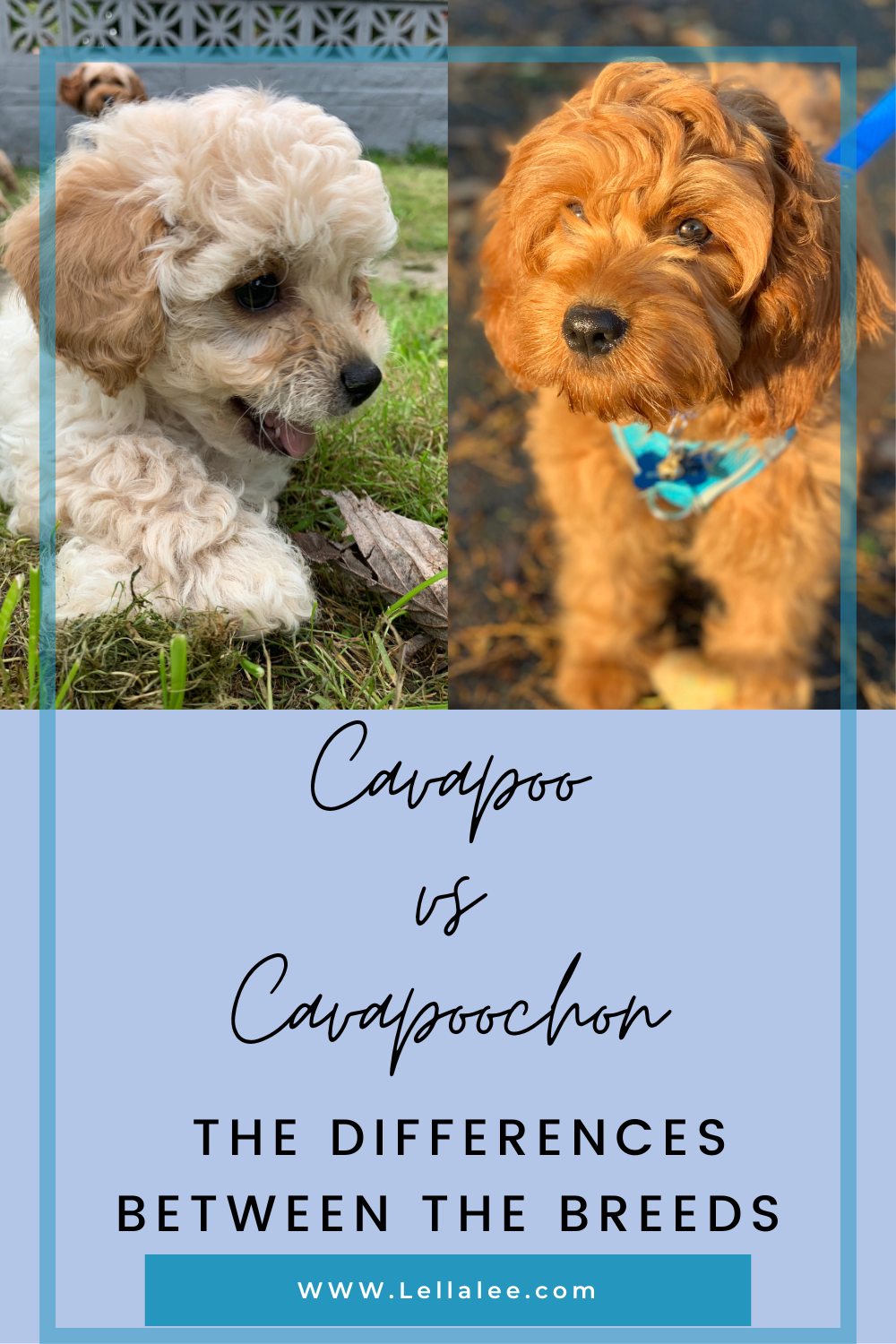 Cavapoo vs Cavapoochon - Lellalee