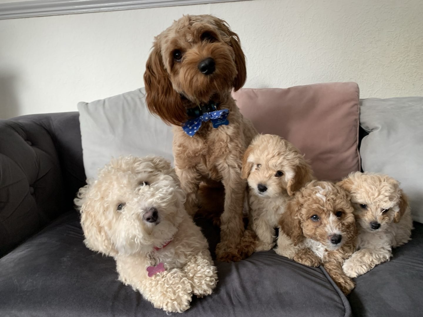 Cavapoo vs Cavapoochon: The Differences Between the Breeds - Lellalee