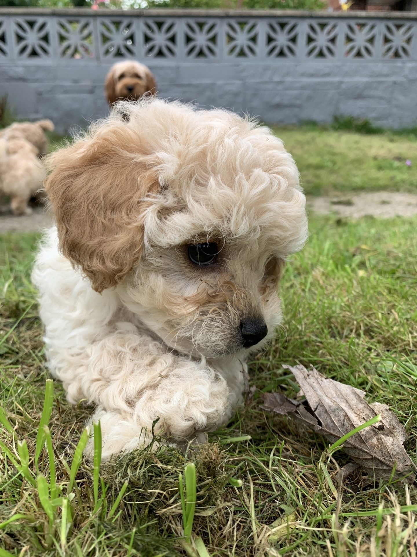 We have a Poochon, Cavapoo and Cavapoochon! - Lellalee