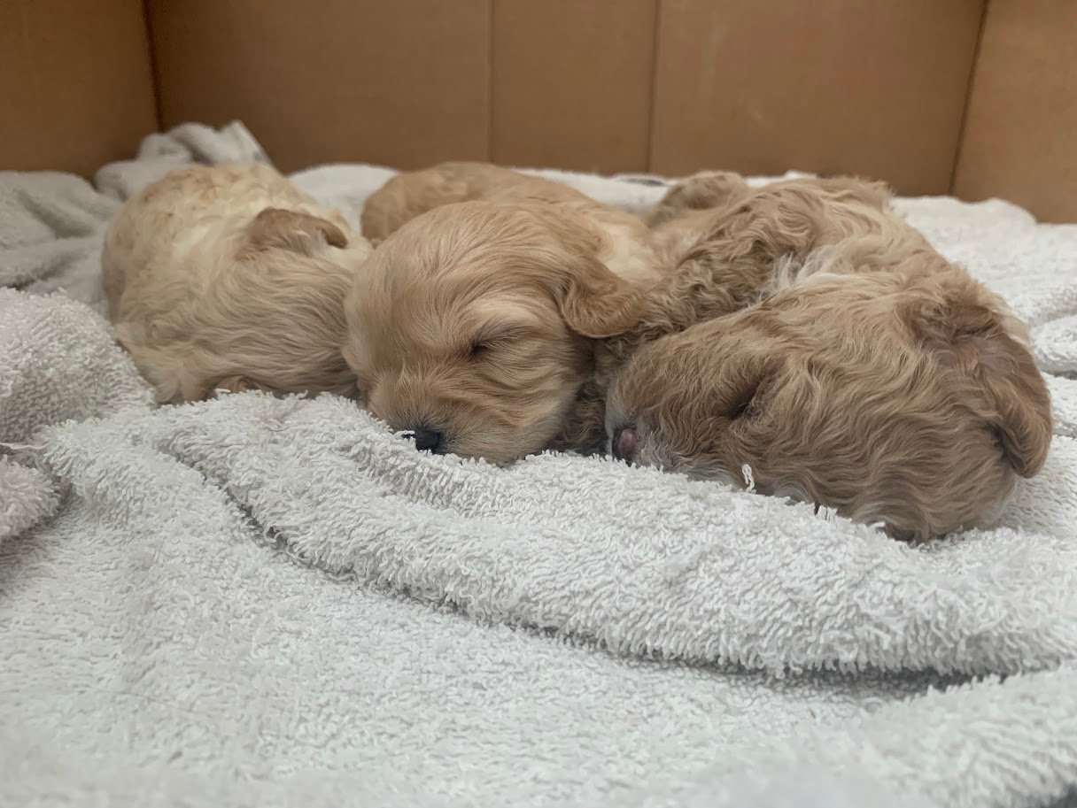 How to Care for Puppies and Mum in Week 3 After Birth - Lellalee