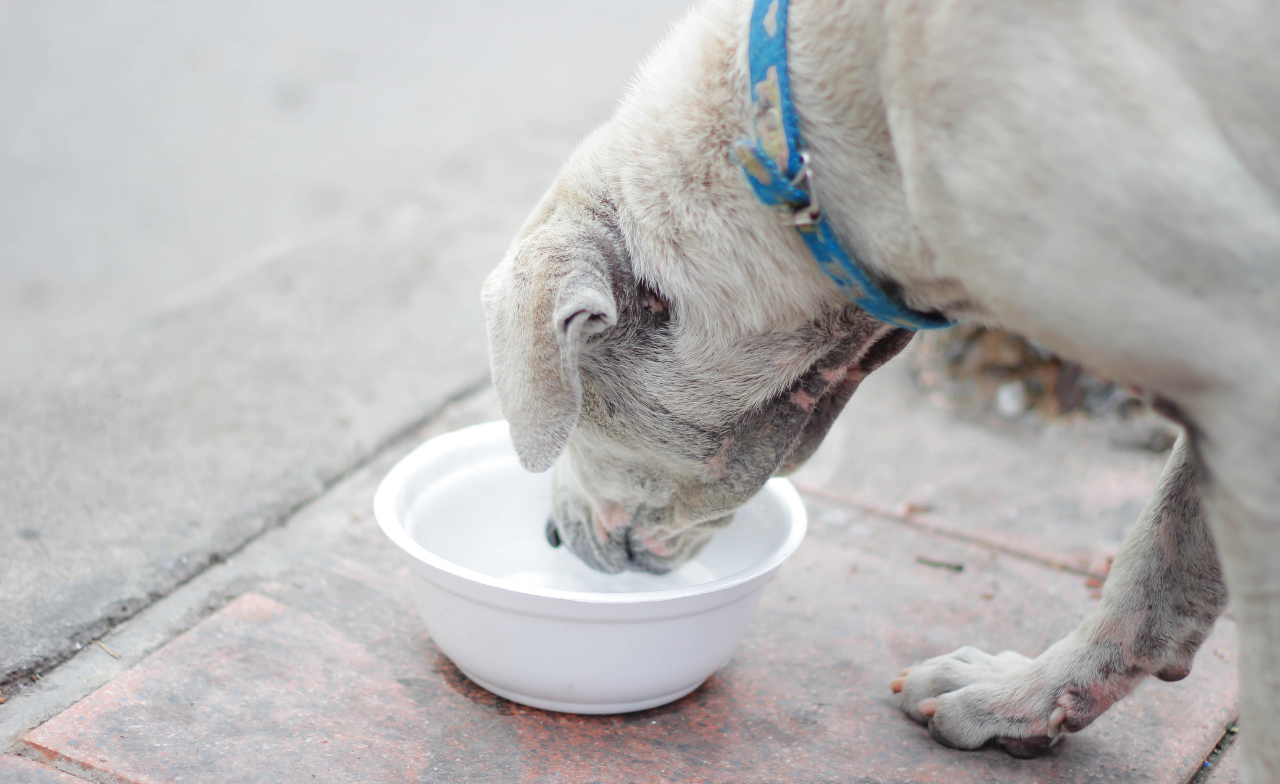Safe and Delicious Drinks for Dogs Beyond Water - Lellalee