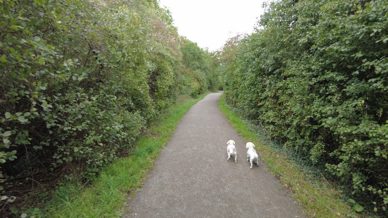 A Dog Walk at Fletcher Moss Park, Manchester - Lellalee